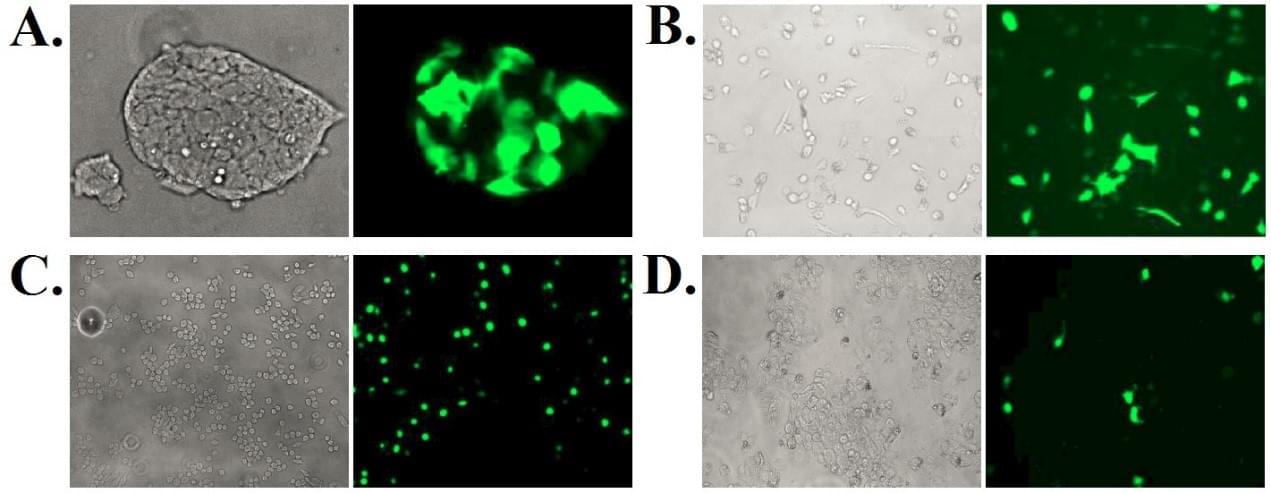Magic™DNA 转染试剂 - 安必奇生物