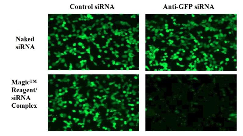 Magic™ siRNA 转染试剂 - 安必奇生物